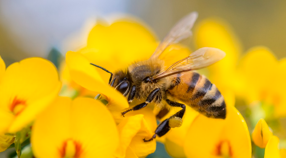 FirstEnergy Celebrates Efforts to Protect Pollinators on World Bee Day